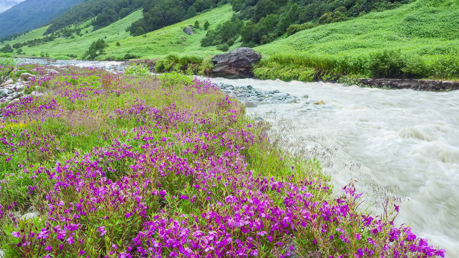 Valley of Flowers – Trek to VOF in Garhwal, Himalayas